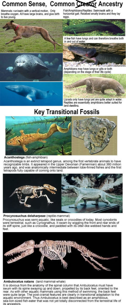 Is Evolution a Fact? How we know Evolution is a Fact